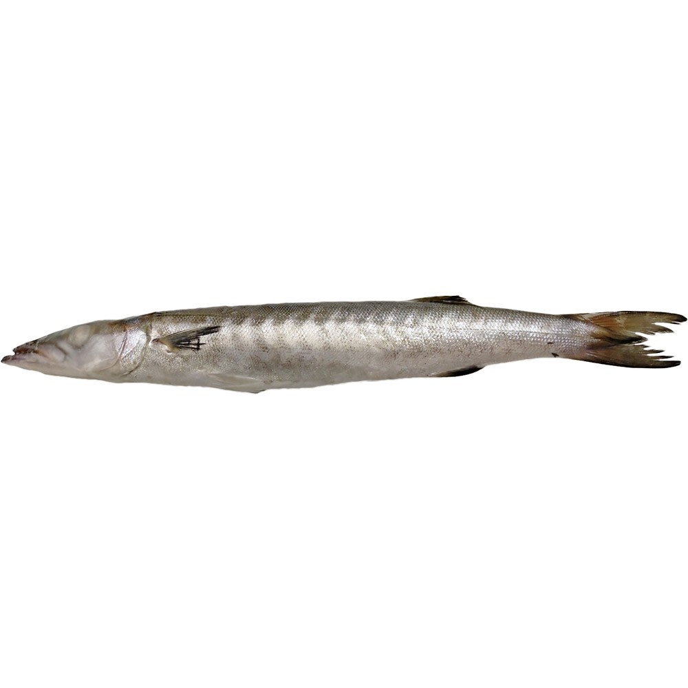Baracuda* Fresh Frozen 2000-3000 gr. 10 kg. - Aheco Webshop